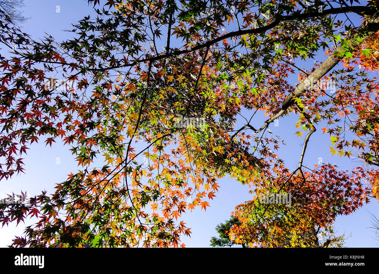 Autumn scenery with colorful maple trees at the Japanese garden Stock Photo - Alamy
