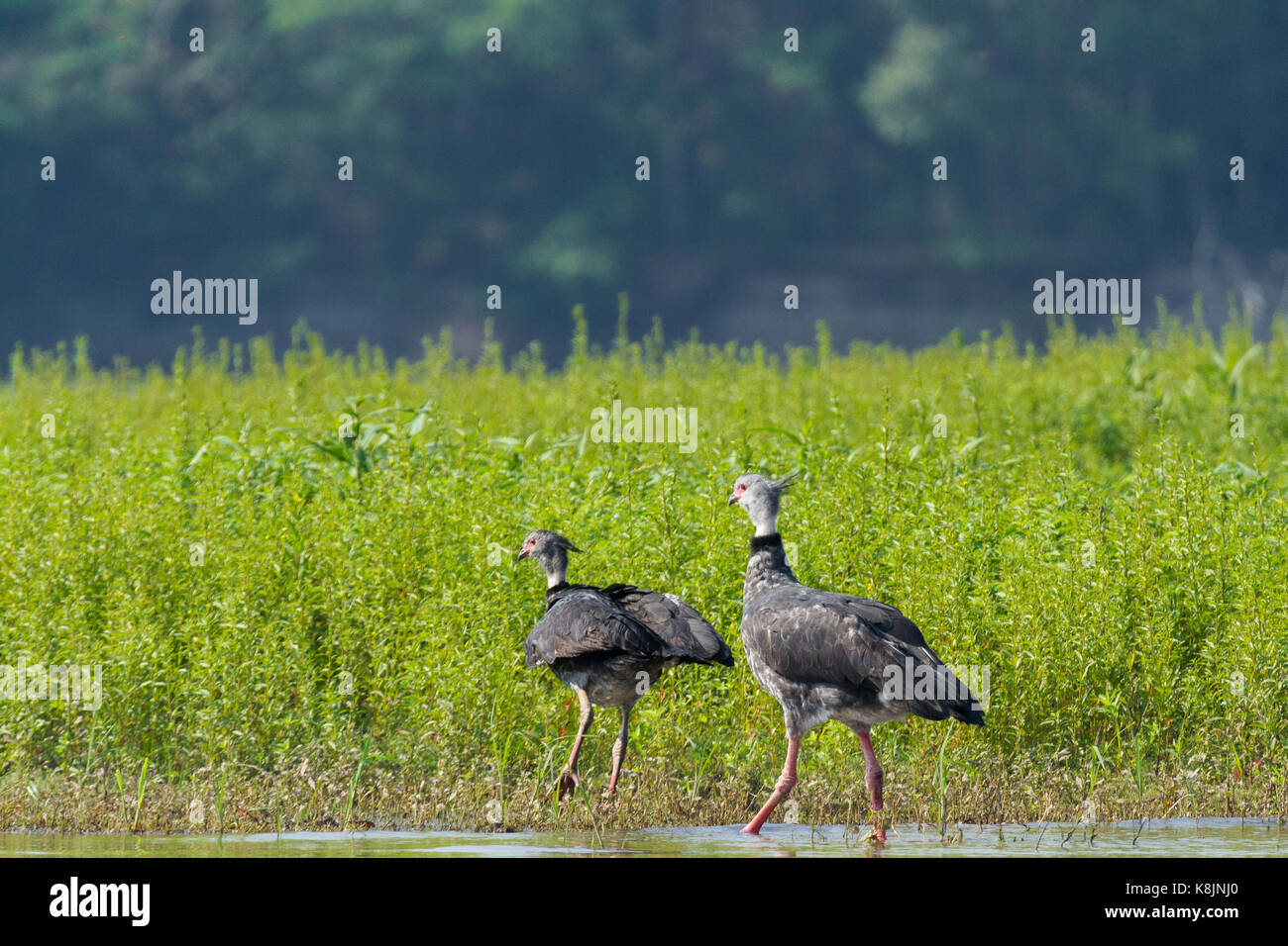 Brazilian Pantanal - Southern screamer Stock Photo - Alamy