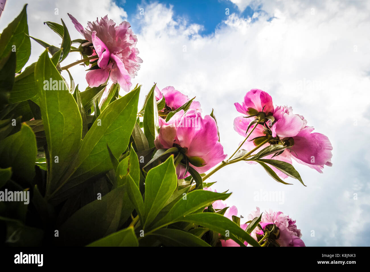 Bush of pink peonies close-up against the sky Stock Photo - Alamy
