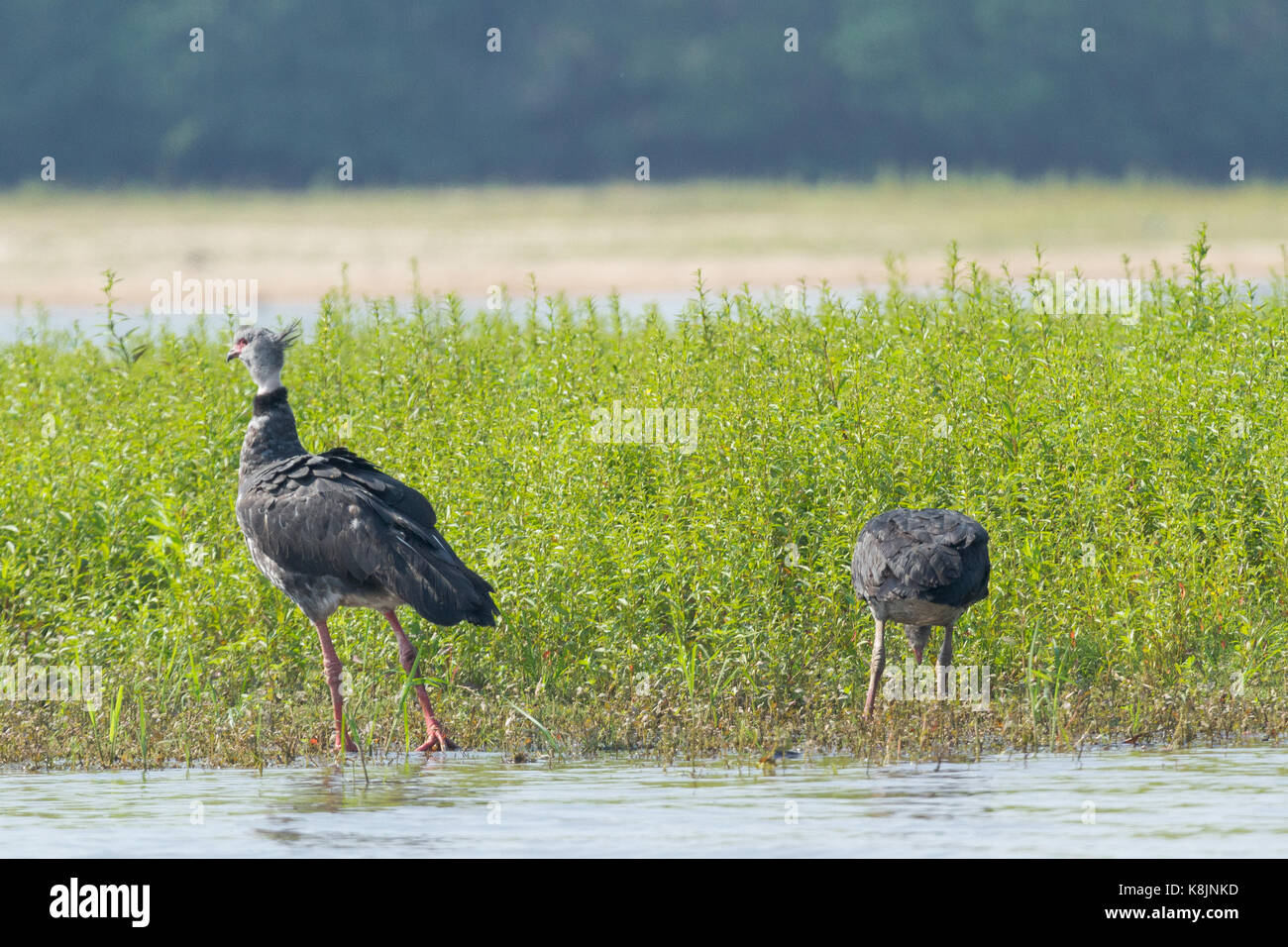 Brazilian Pantanal - Southern screamer Stock Photo - Alamy
