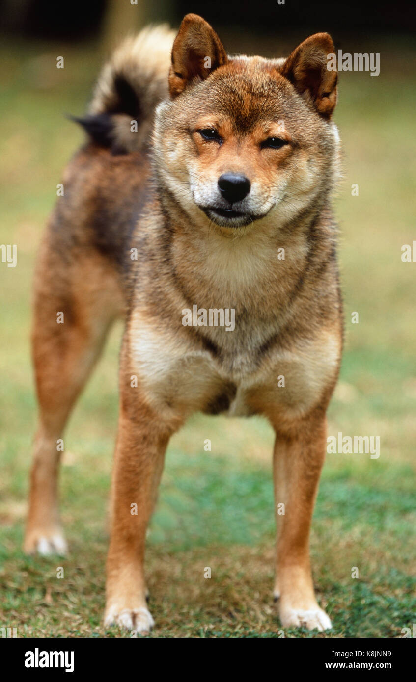 Shibu Inu or Japanese Hunting Dog (Canis lupus familiaris Stock Photo ...