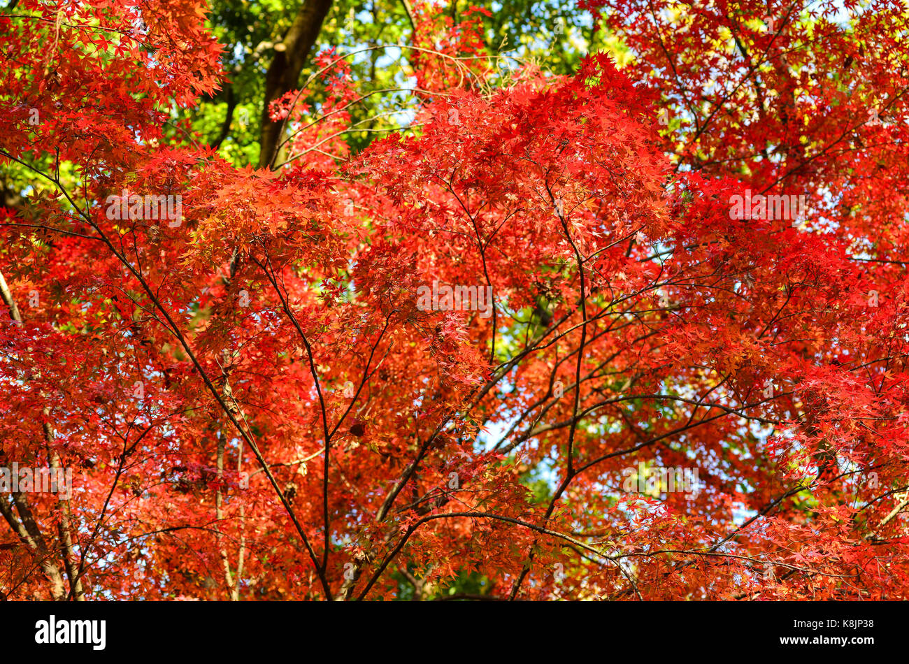 Autumn trees at the Rikugien Garden in Tokyo, Japan Stock Photo - Alamy