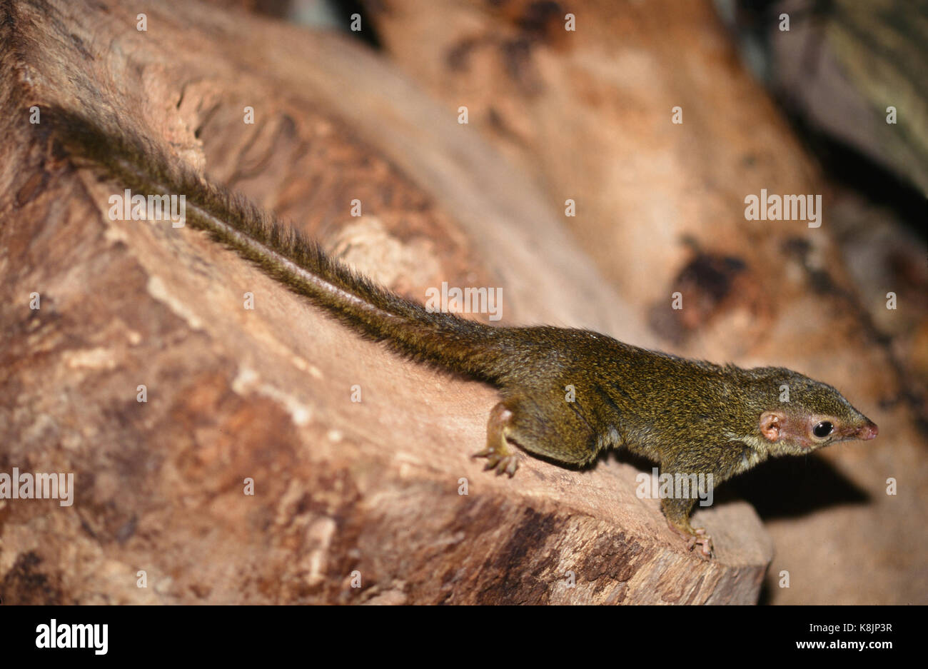 Pygmy or Lesser Tree Shrew (Tupaia minor Stock Photo - Alamy