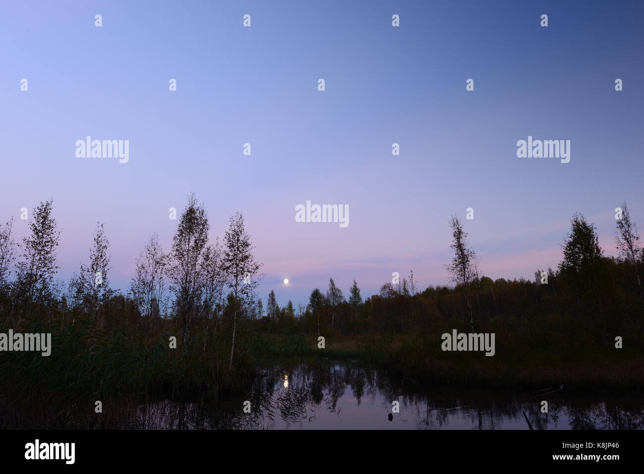 Autumn moon in the sky over the forest swamp Stock Photo - Alamy