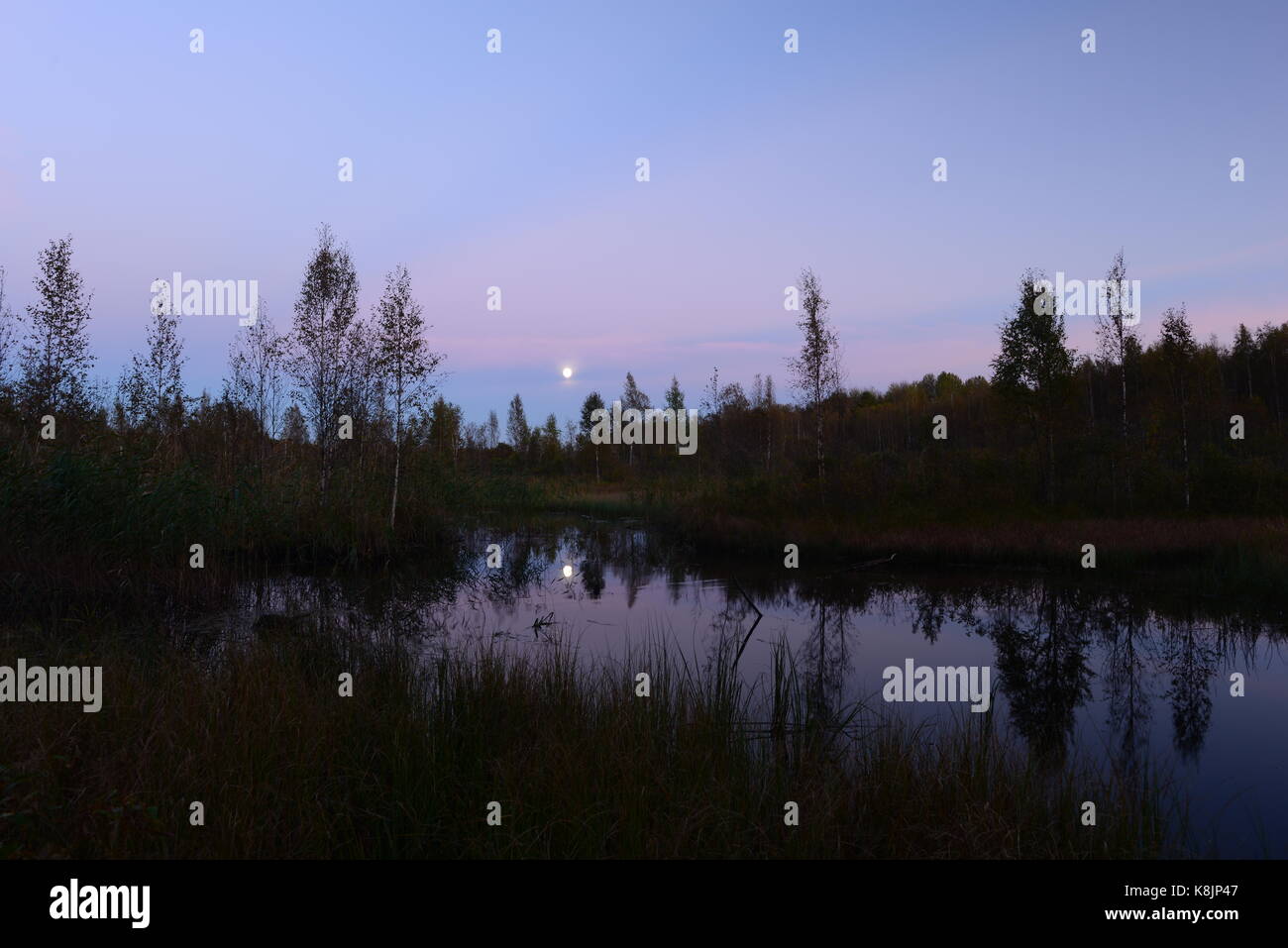 Night autumn forest swamp under the moonlight Stock Photo - Alamy