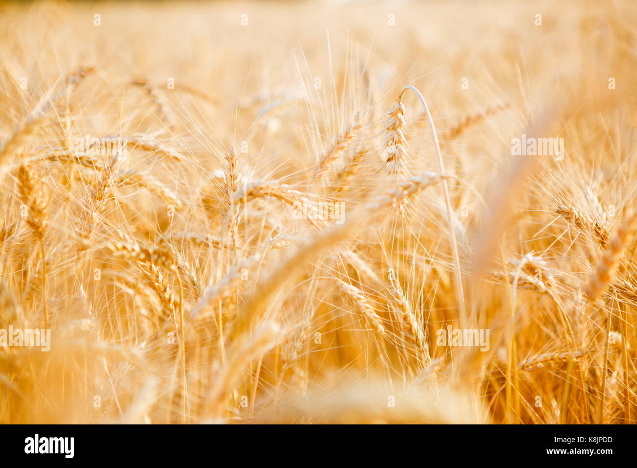 Picture of ripe rye field Stock Photo - Alamy