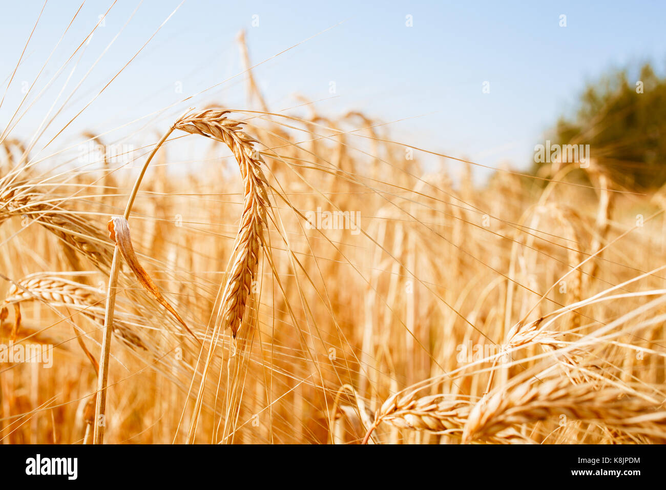 Photo of ripe rye in field at afternoon Stock Photo - Alamy