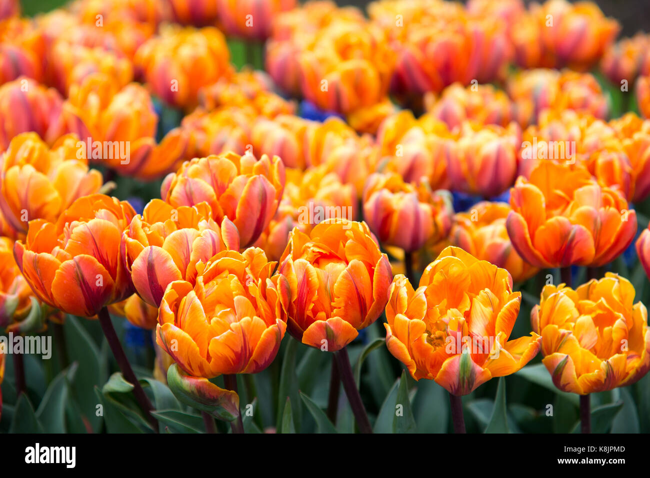 Orange and red tulips in the spring garden Stock Photo - Alamy