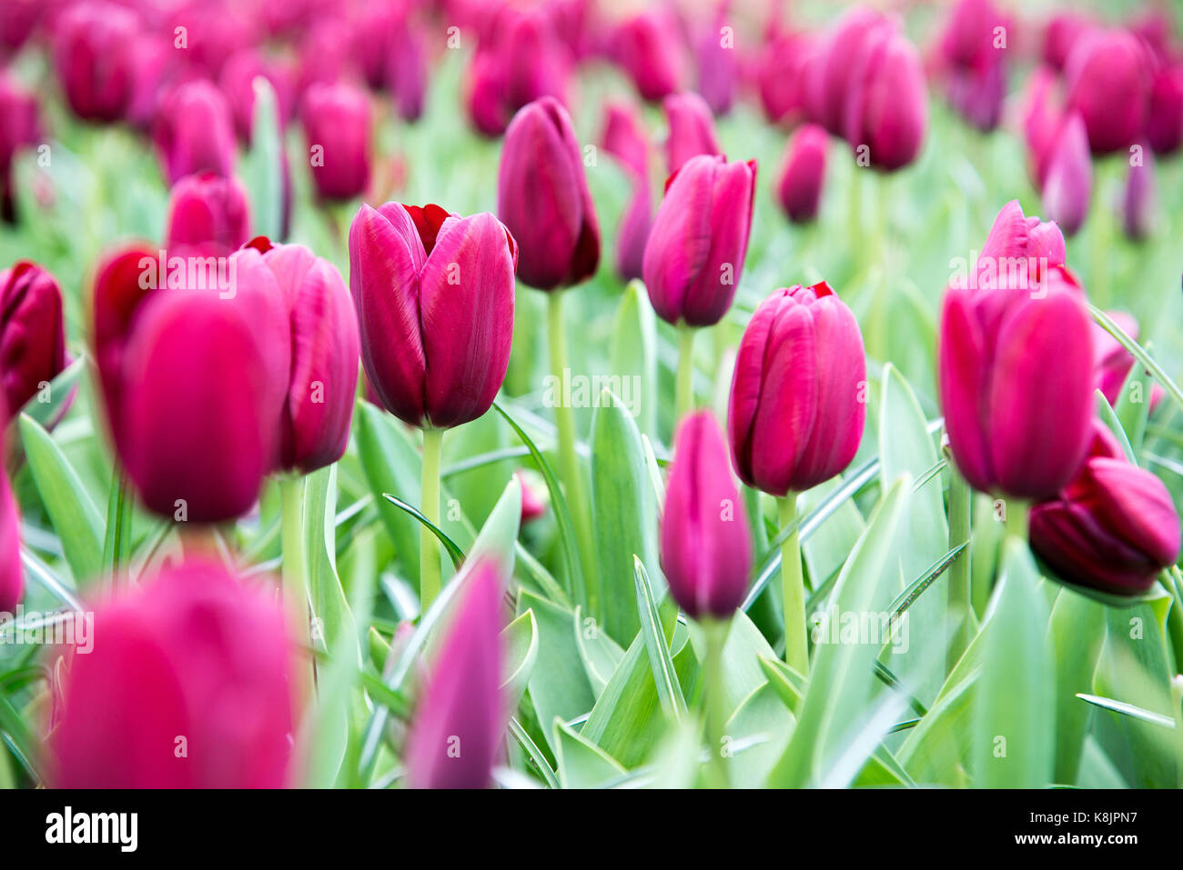 Group purple tulips. Spring landscape Stock Photo - Alamy