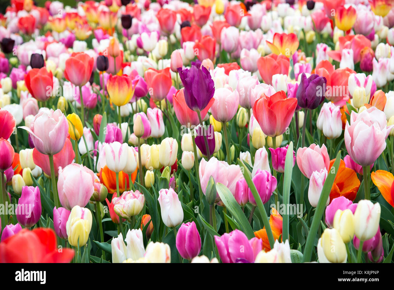 Beautiful blooming tulips hi-res stock photography and images - Alamy