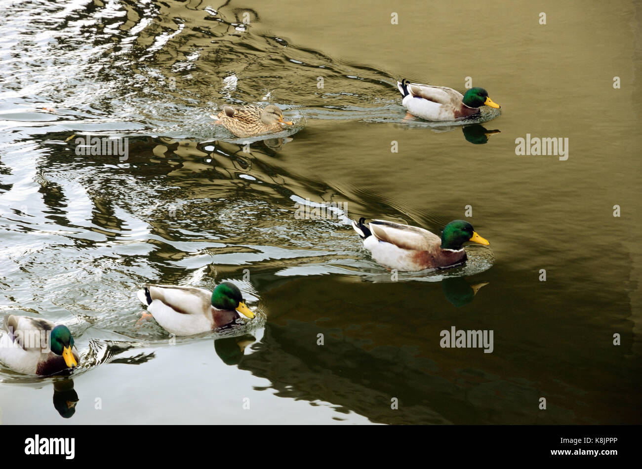 Five mallards are swimming in the water. Behind them are wavelets of ...