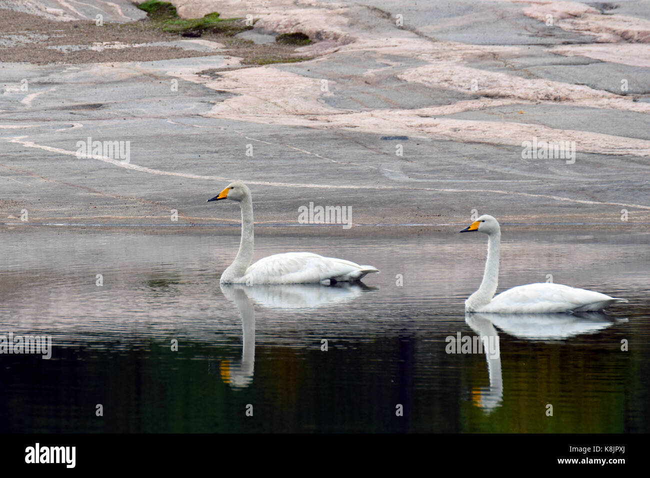 Two whooper swans swimming on calm lake. Rock background Stock Photo ...