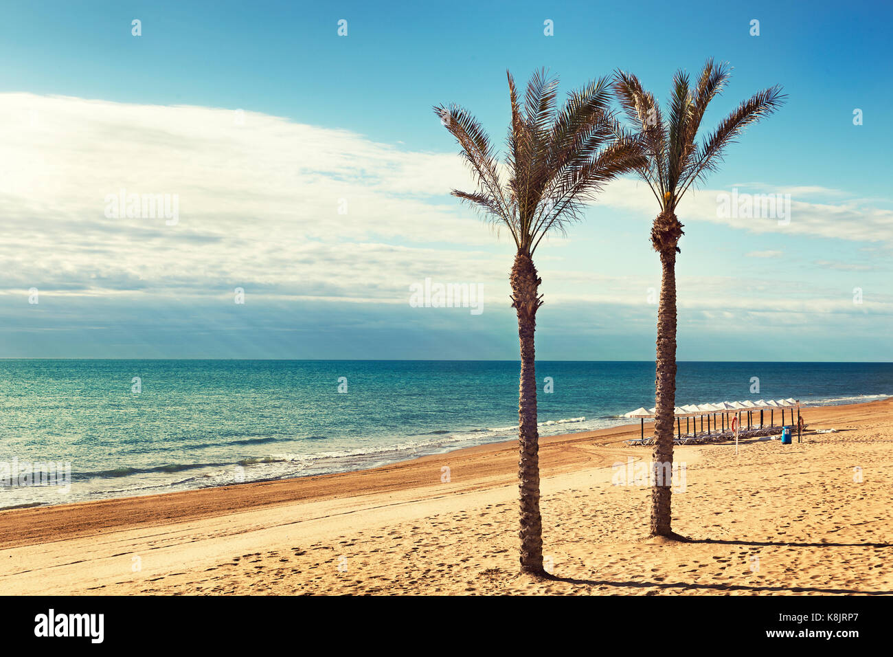 two palm tree and umbrellas in the alicante beach. Guardamar del segura ...