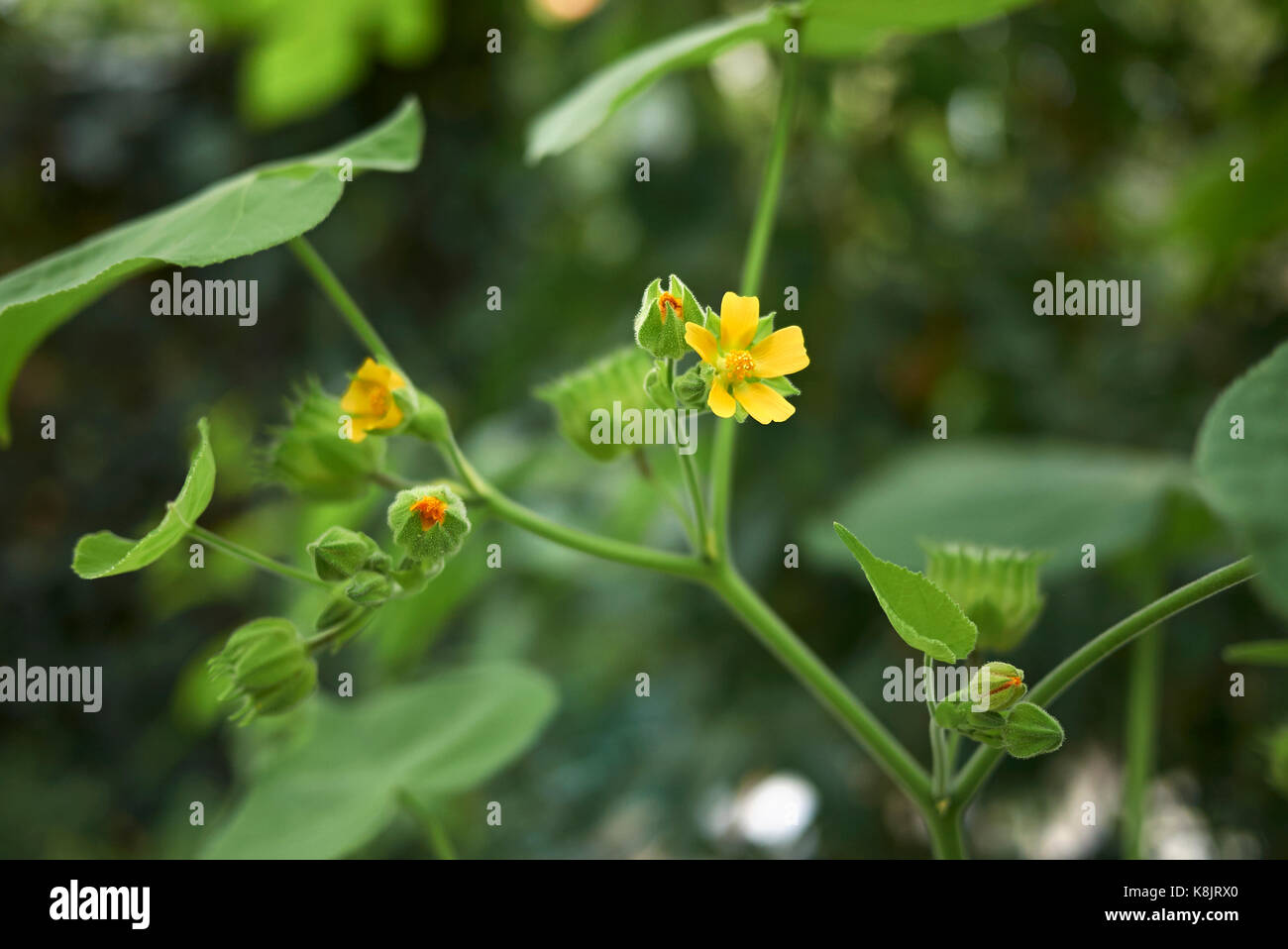Abutilon theophrasti hi-res stock photography and images - Alamy