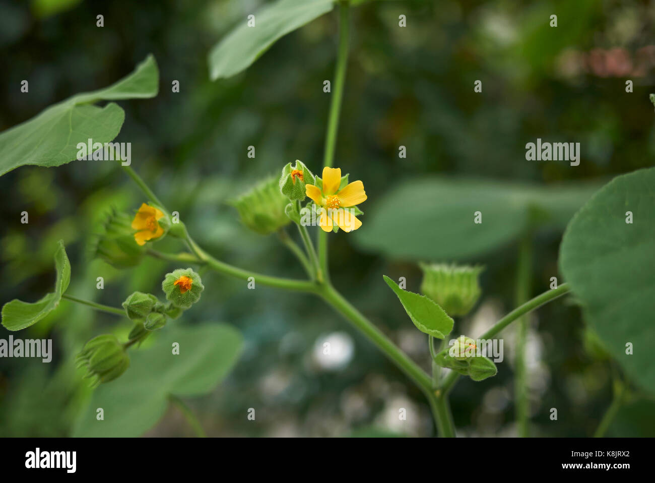 Indian Mallow Abutilon High Resolution Stock Photography and Images - Alamy