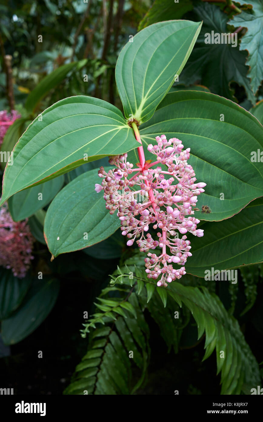 Medinilla speciosa hi-res stock photography and images - Alamy