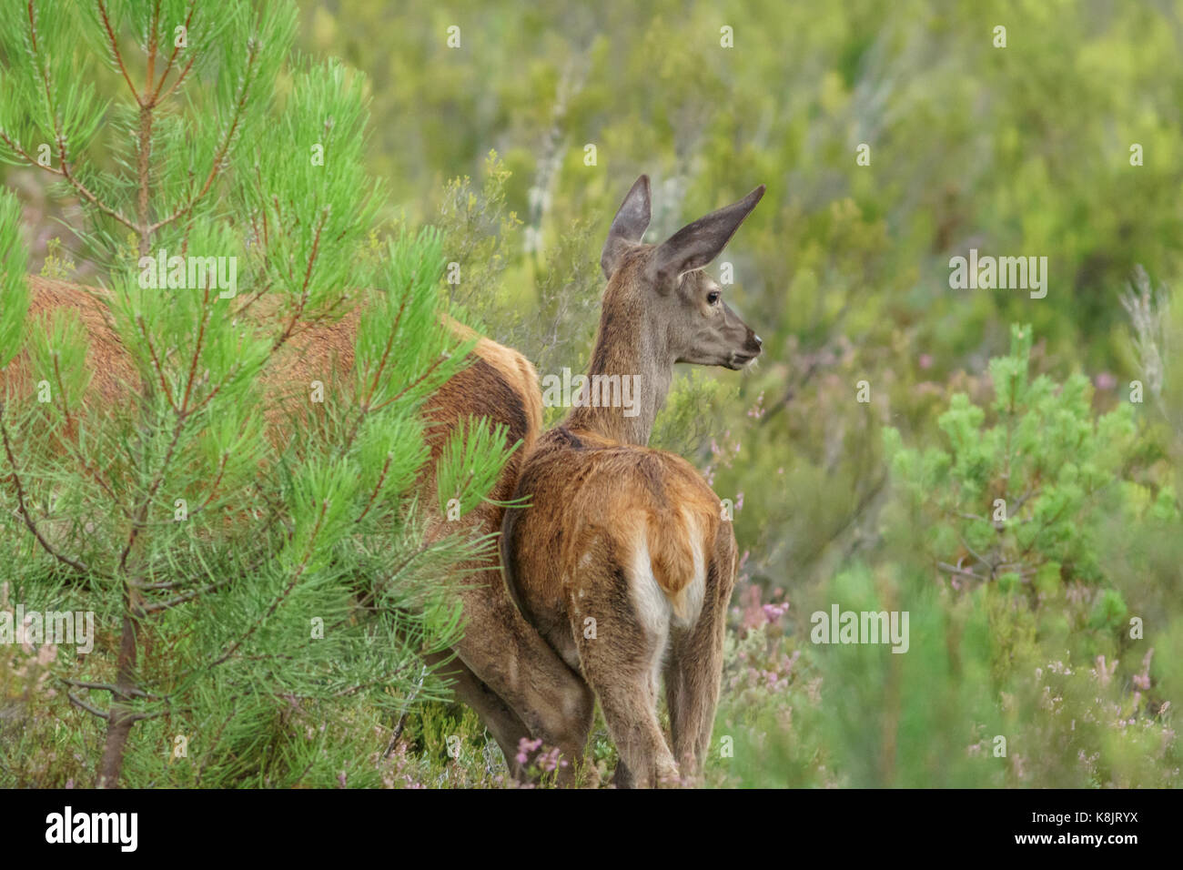 Deer rear view hi-res stock photography and images - Alamy