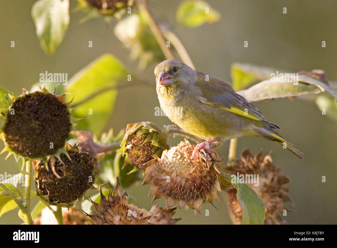 European greenfinch Carduelis chloris feeding on sunflower seeds in ...