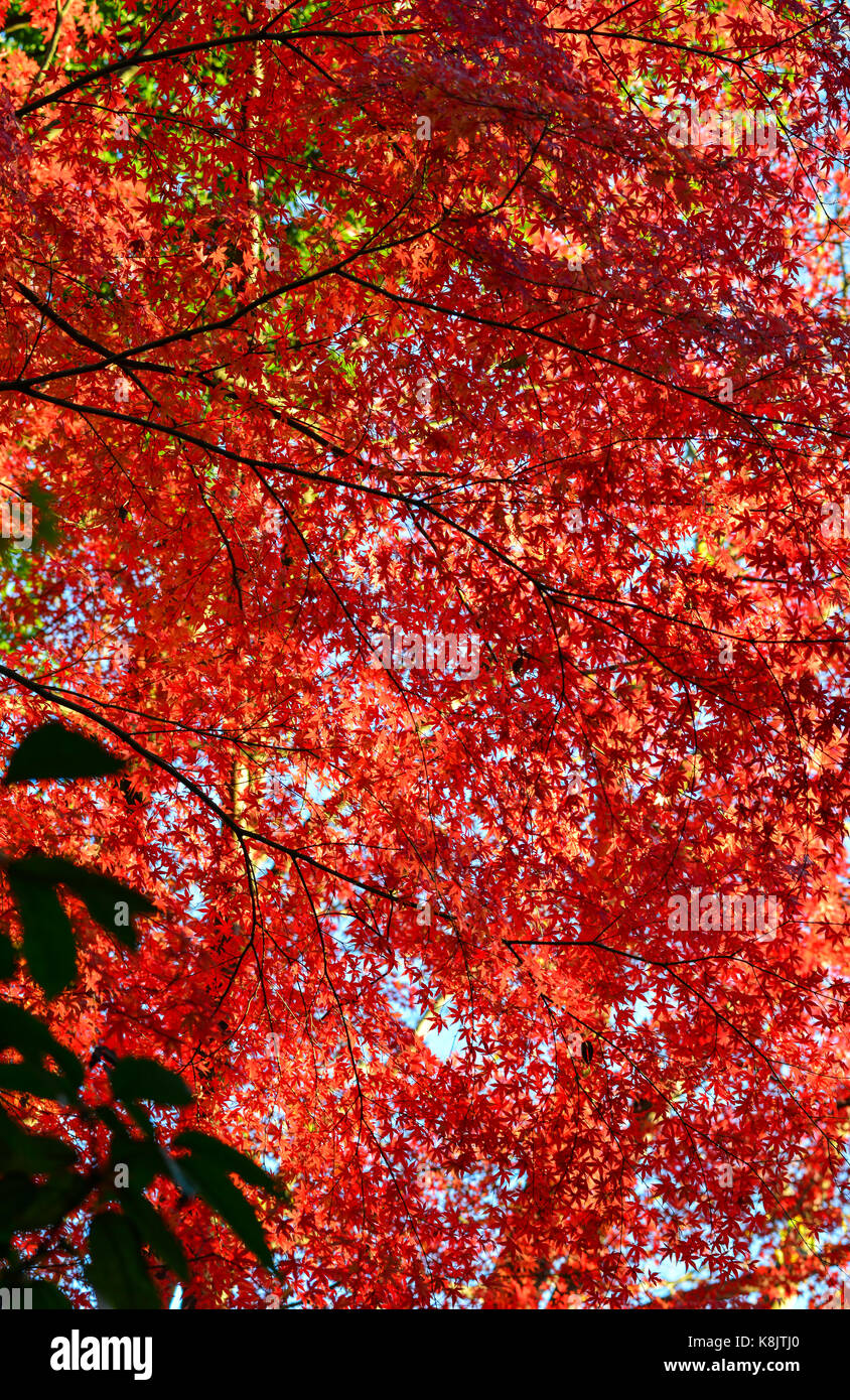 Autumn scenery with red maple trees at the Japanese garden Stock Photo ...
