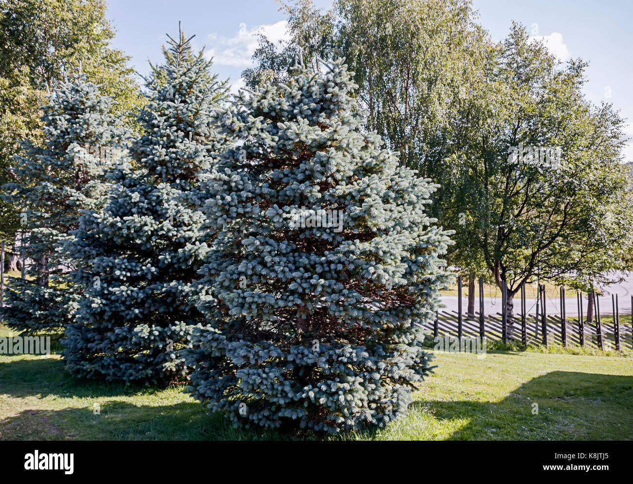 Blue Fir trees in the background of birches Stock Photo - Alamy