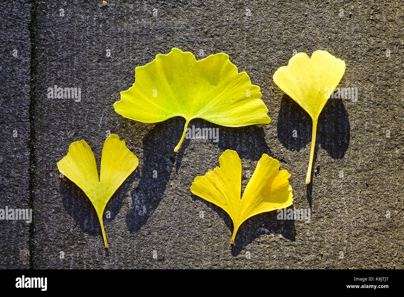Ginkgo leaves with many shapes on stone road at autumn garden in Tokyo ...