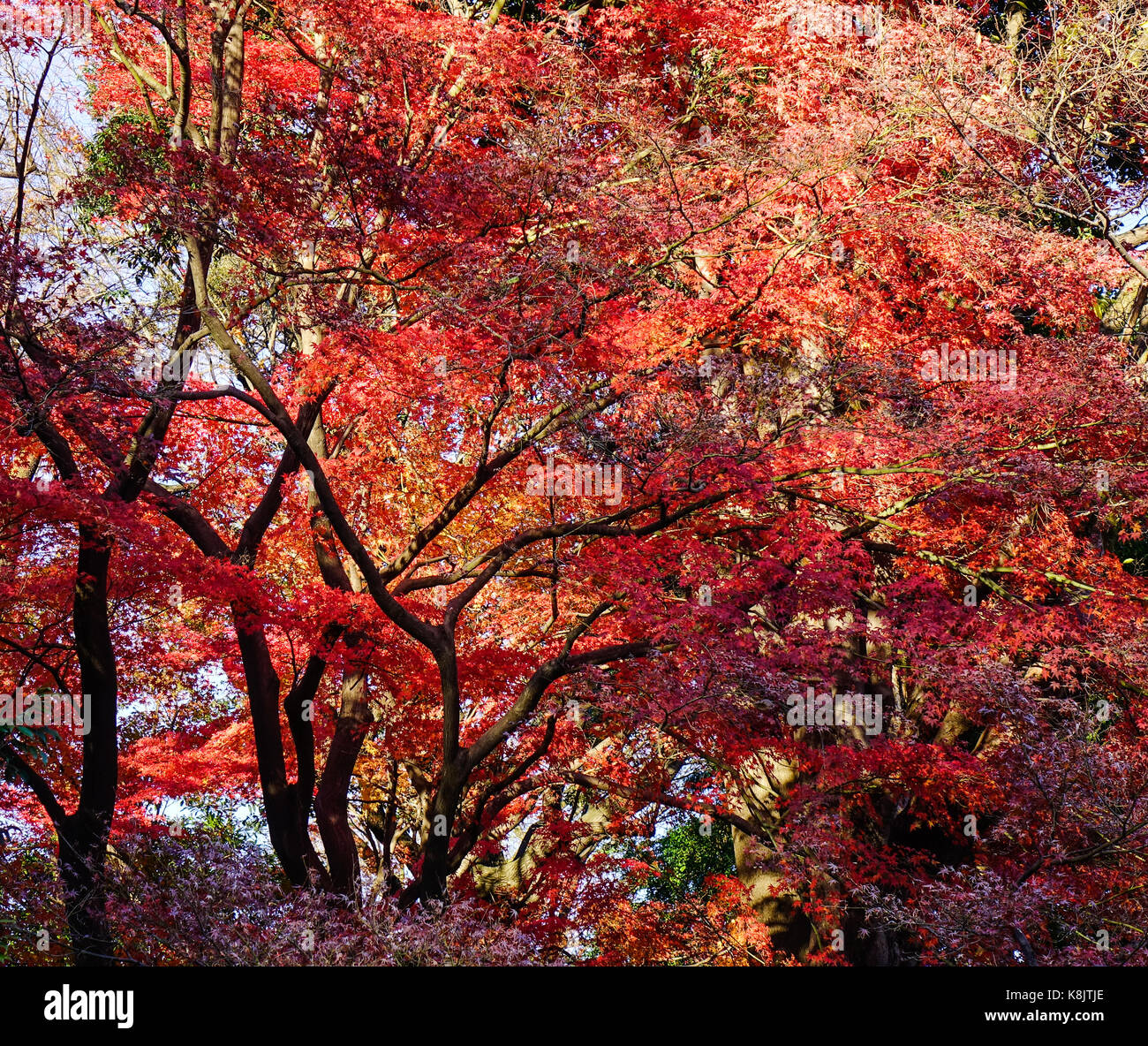 Maple trees at autumn forest in Kyoto, Japan Stock Photo - Alamy