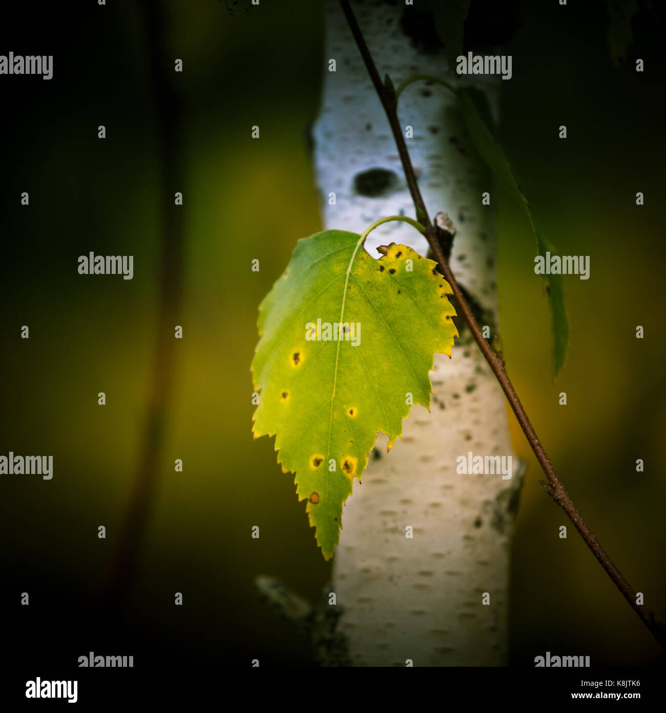Beautiful birch tree in natural habitat Stock Photo - Alamy