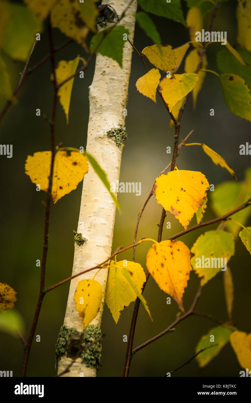 Beautiful birch tree in natural habitat Stock Photo - Alamy