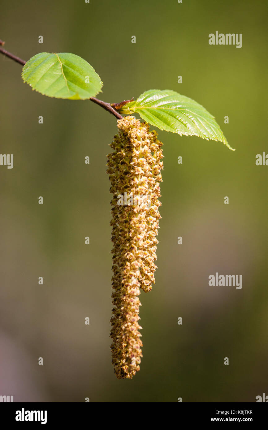 Beautiful birch tree in natural habitat Stock Photo - Alamy