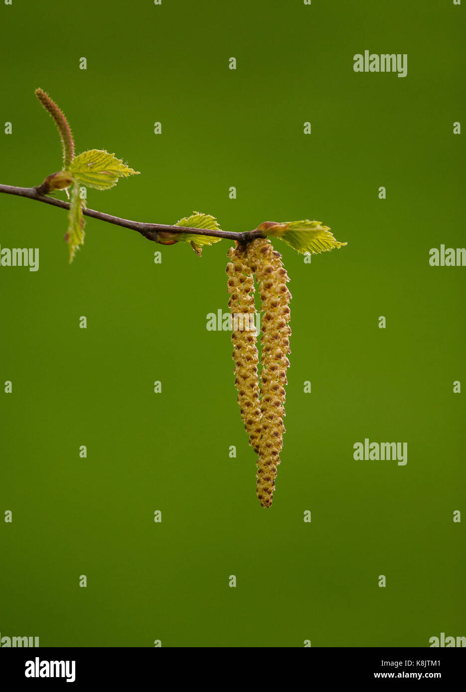 Beautiful birch tree in natural habitat Stock Photo - Alamy