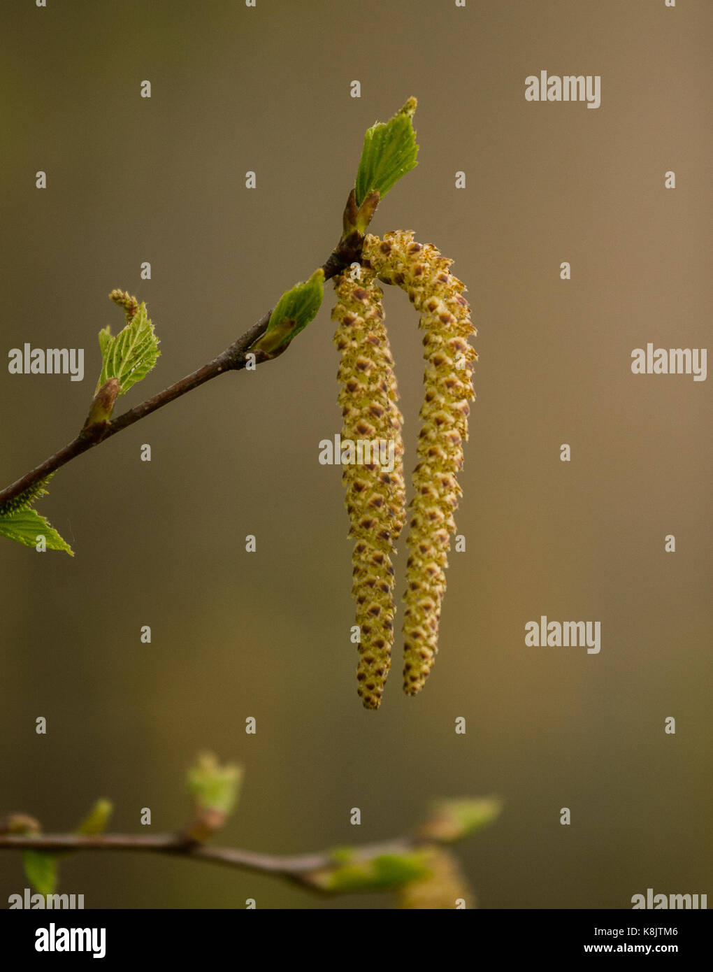Beautiful birch tree in natural habitat Stock Photo - Alamy