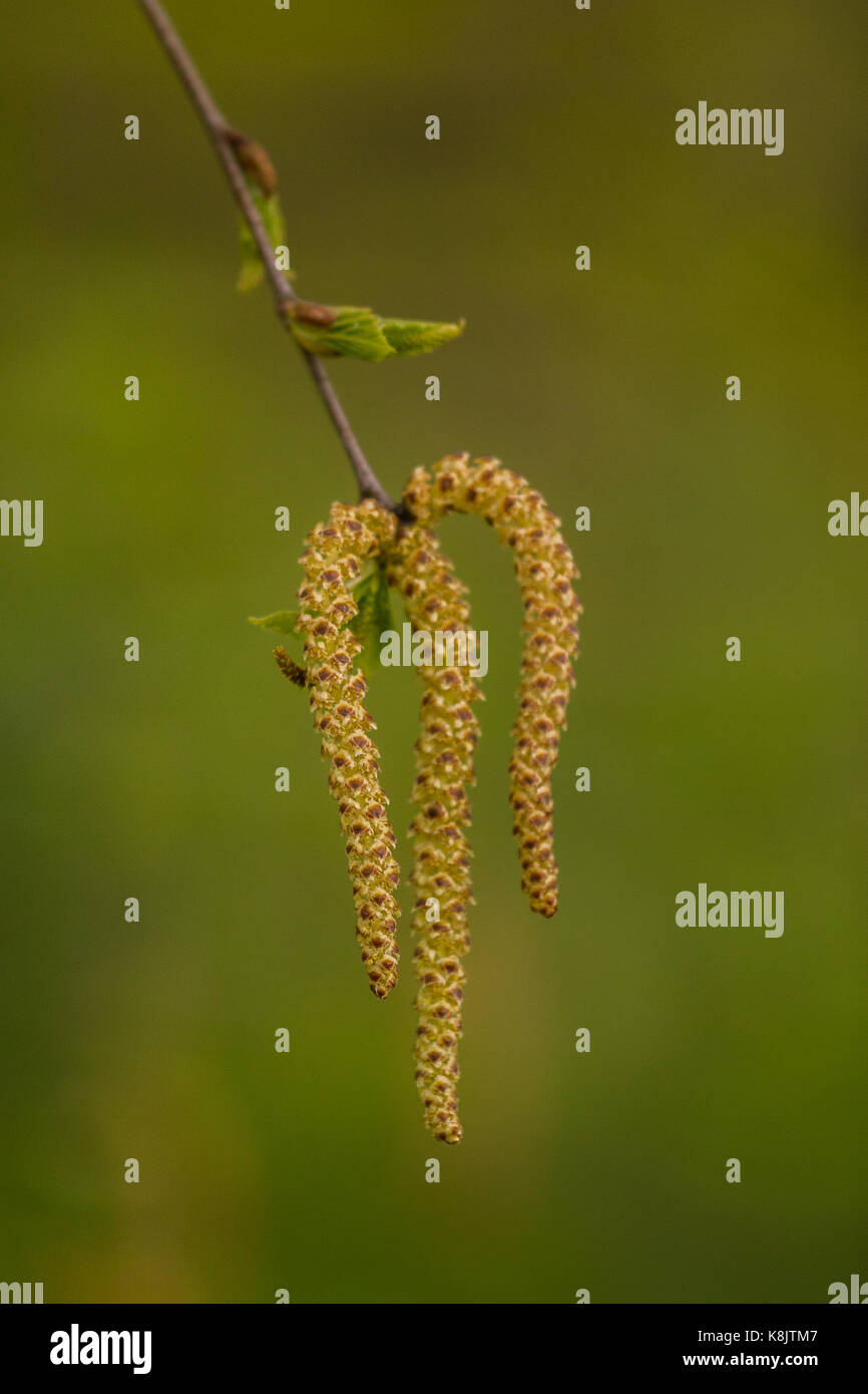 Beautiful birch tree in natural habitat Stock Photo - Alamy