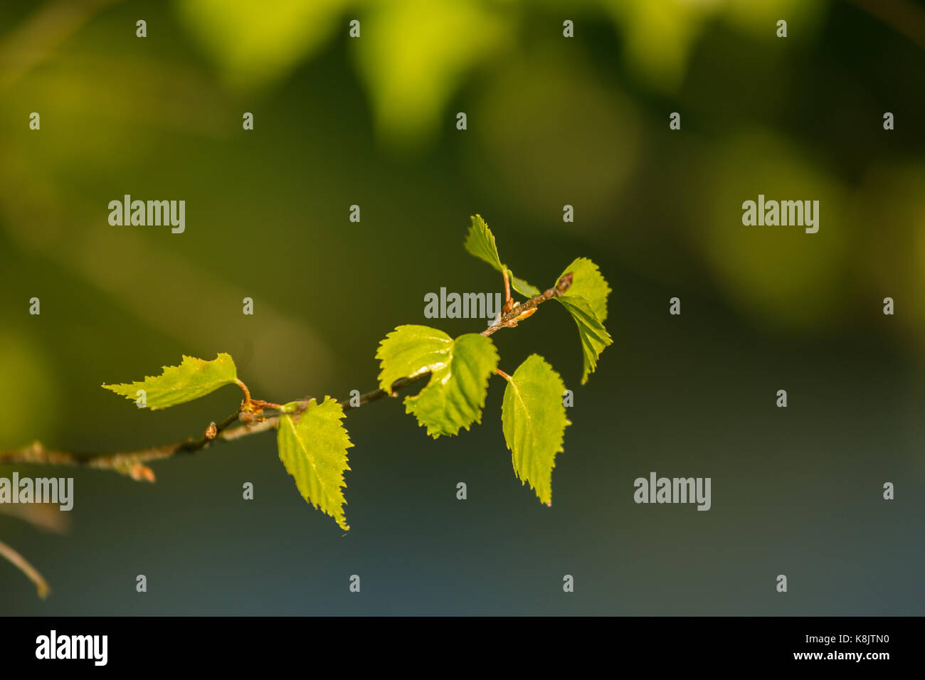 Beautiful birch tree in natural habitat Stock Photo - Alamy