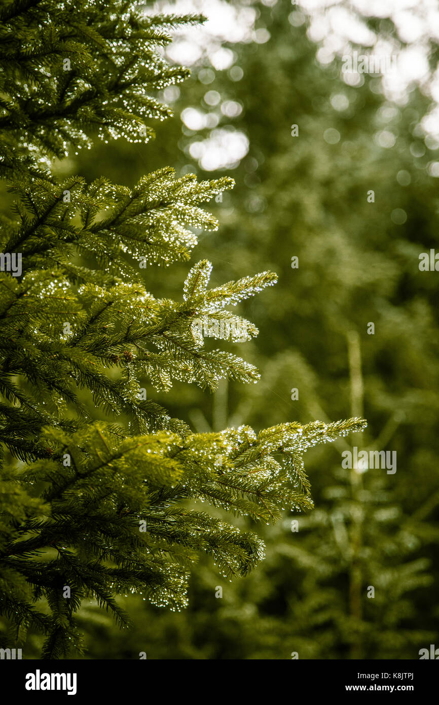 Beautiful fir tree in natural habitat Stock Photo - Alamy