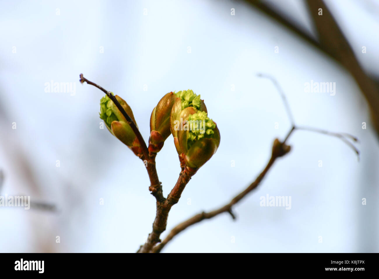 Beautiful maple tree blossoms in spring in natural habitat Stock Photo ...
