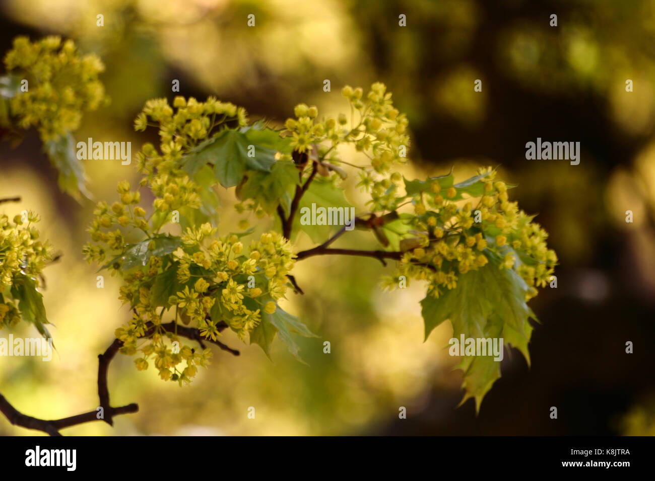 Beautiful maple tree blossoms in spring in natural habitat Stock Photo ...