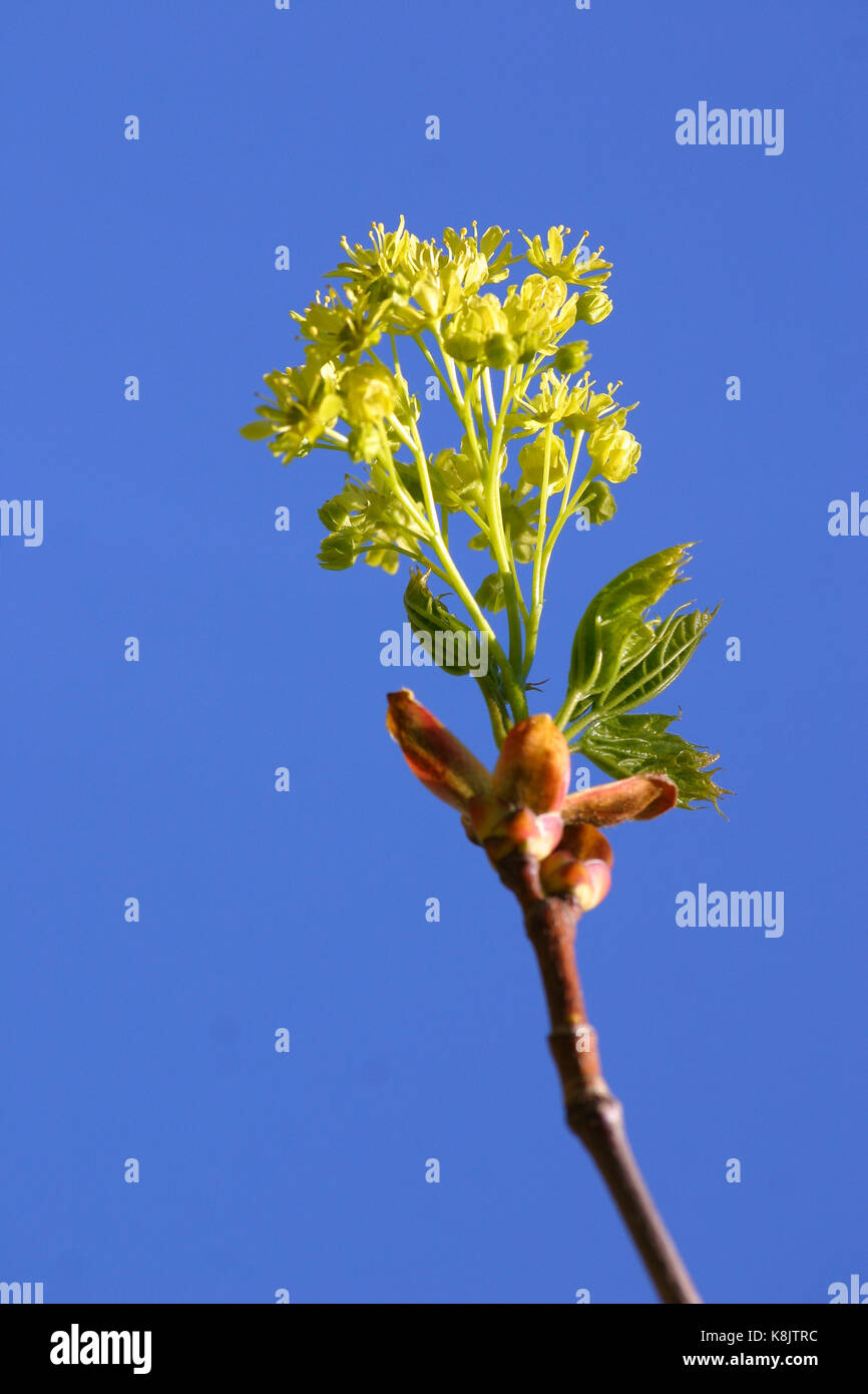 Beautiful maple tree blossoms in spring in natural habitat Stock Photo ...