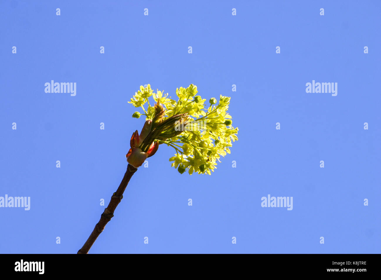 Beautiful maple tree blossoms in spring in natural habitat Stock Photo ...