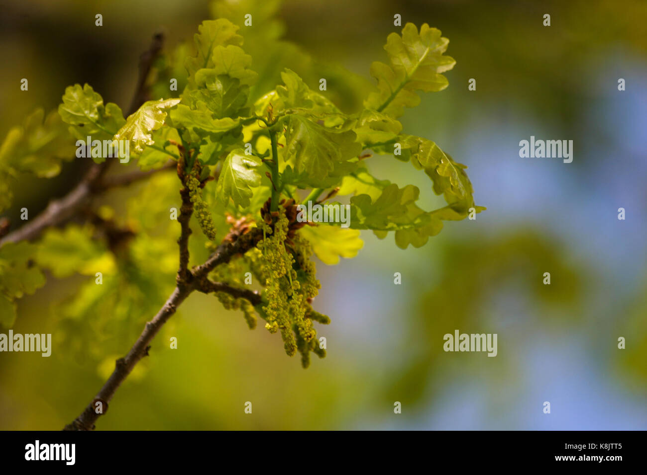 Beautiful oak tree in natural habitat Stock Photo - Alamy