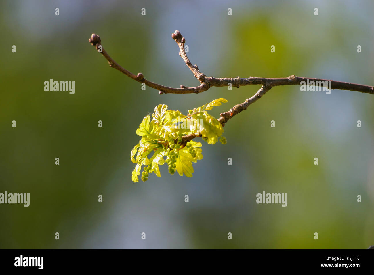 Beautiful oak tree in natural habitat Stock Photo - Alamy