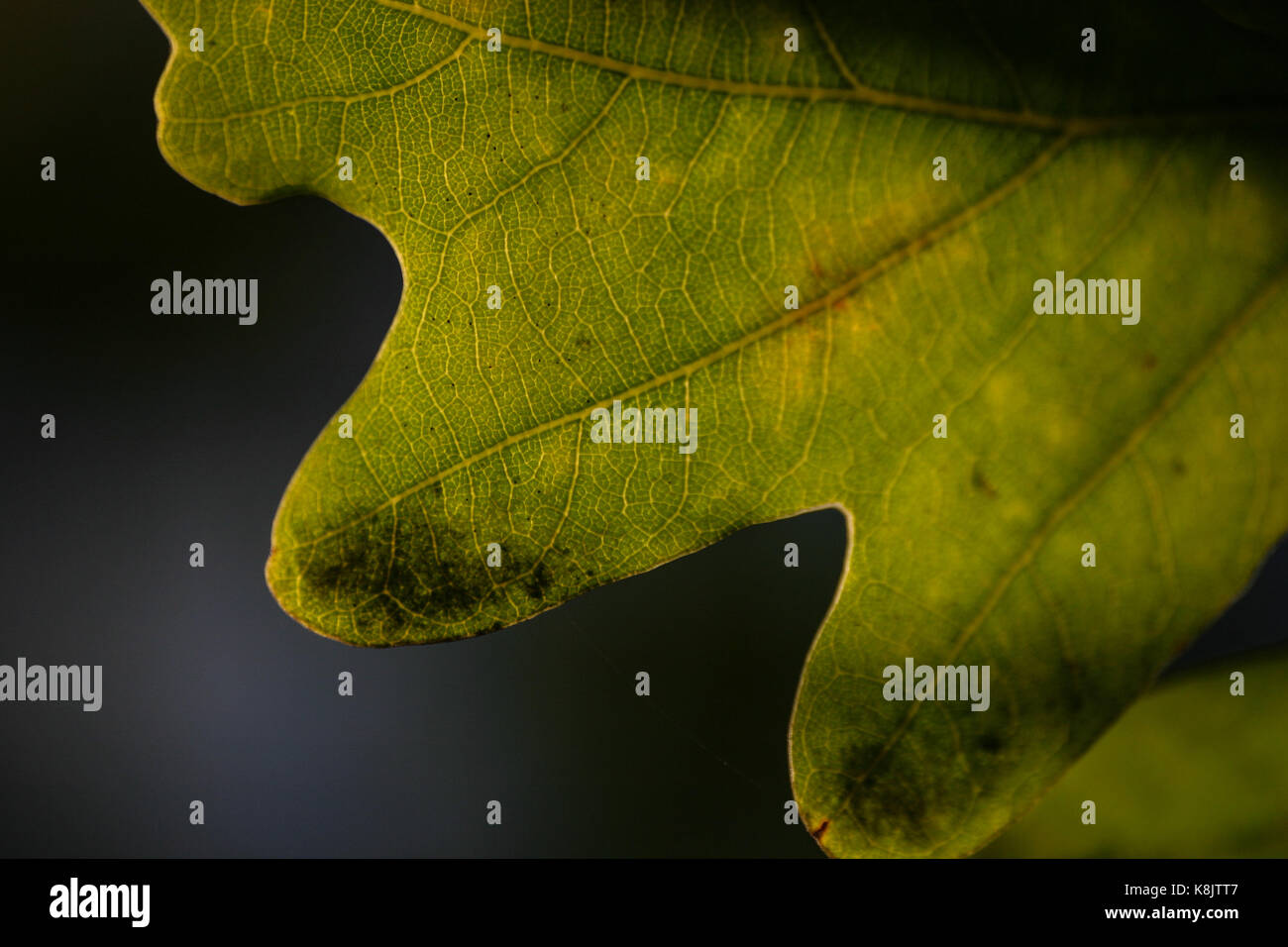 Beautiful oak tree in natural habitat Stock Photo - Alamy