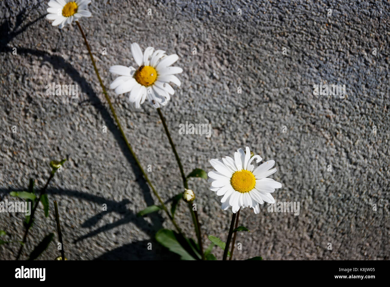 Pavement flower background hi-res stock photography and images - Alamy