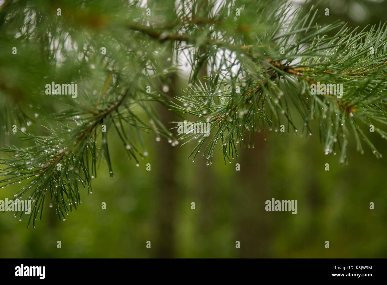 Beautiful pine tree in natural habitat Stock Photo - Alamy