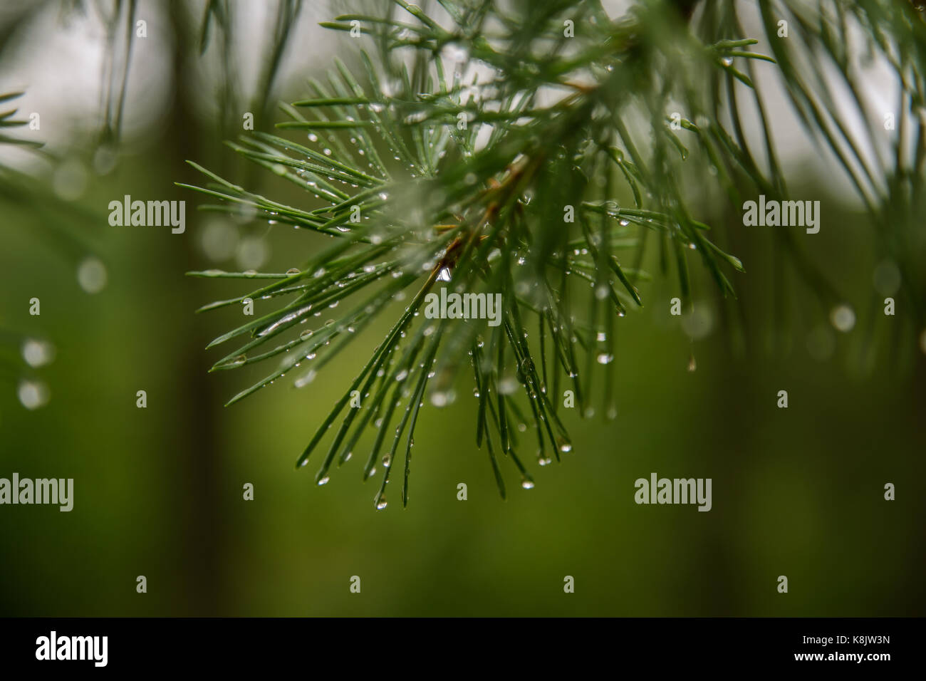 Beautiful pine tree in natural habitat Stock Photo - Alamy