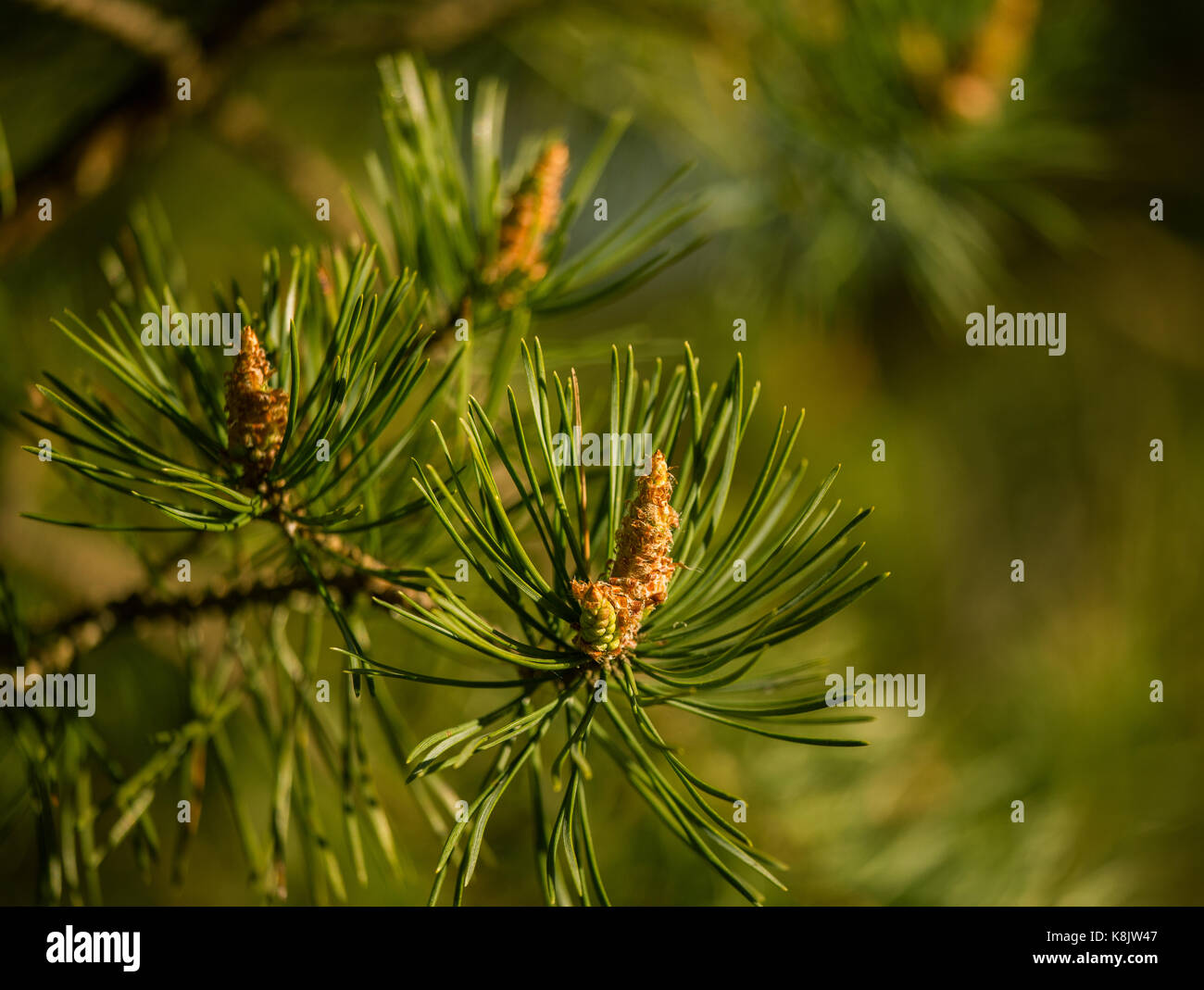 Beautiful pine tree in natural habitat Stock Photo - Alamy