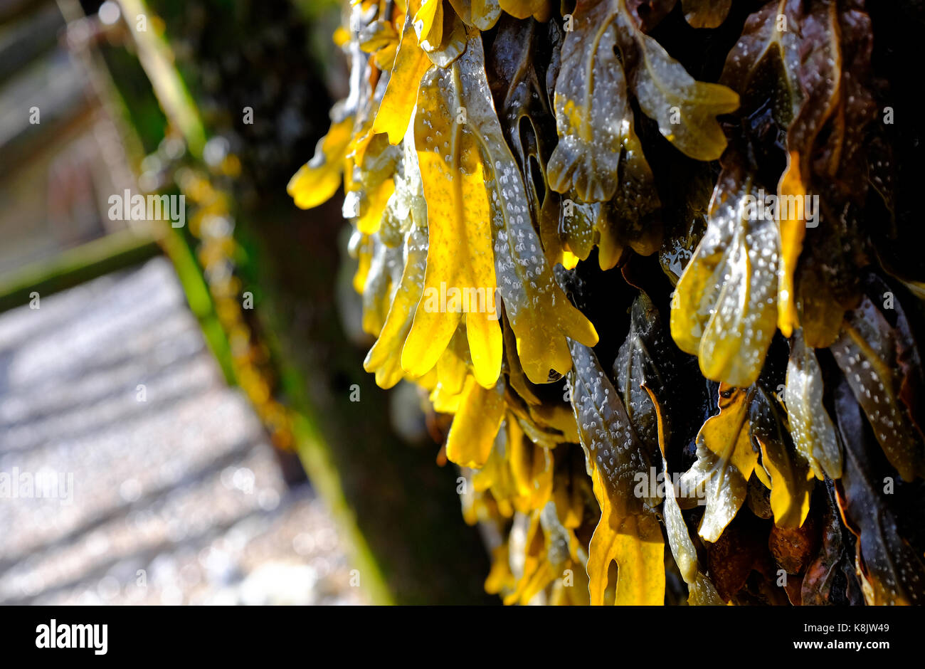close up of bladder wrack seaweed, norfolk, england Stock Photo - Alamy