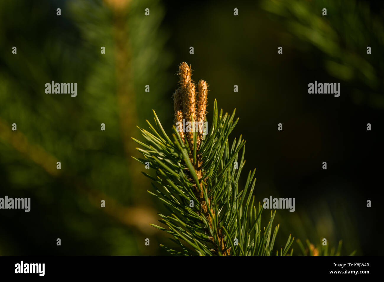 Beautiful pine tree in natural habitat Stock Photo - Alamy