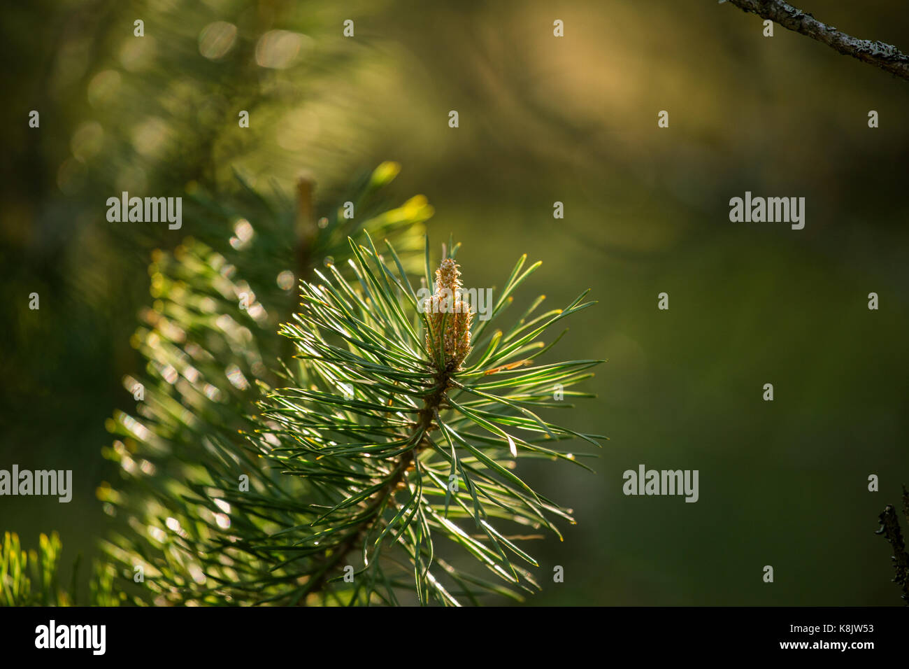 Beautiful pine tree in natural habitat Stock Photo - Alamy