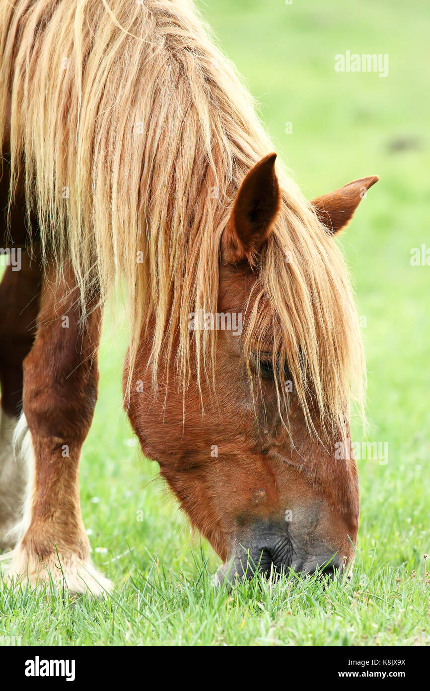 Breton horses hi-res stock photography and images - Alamy