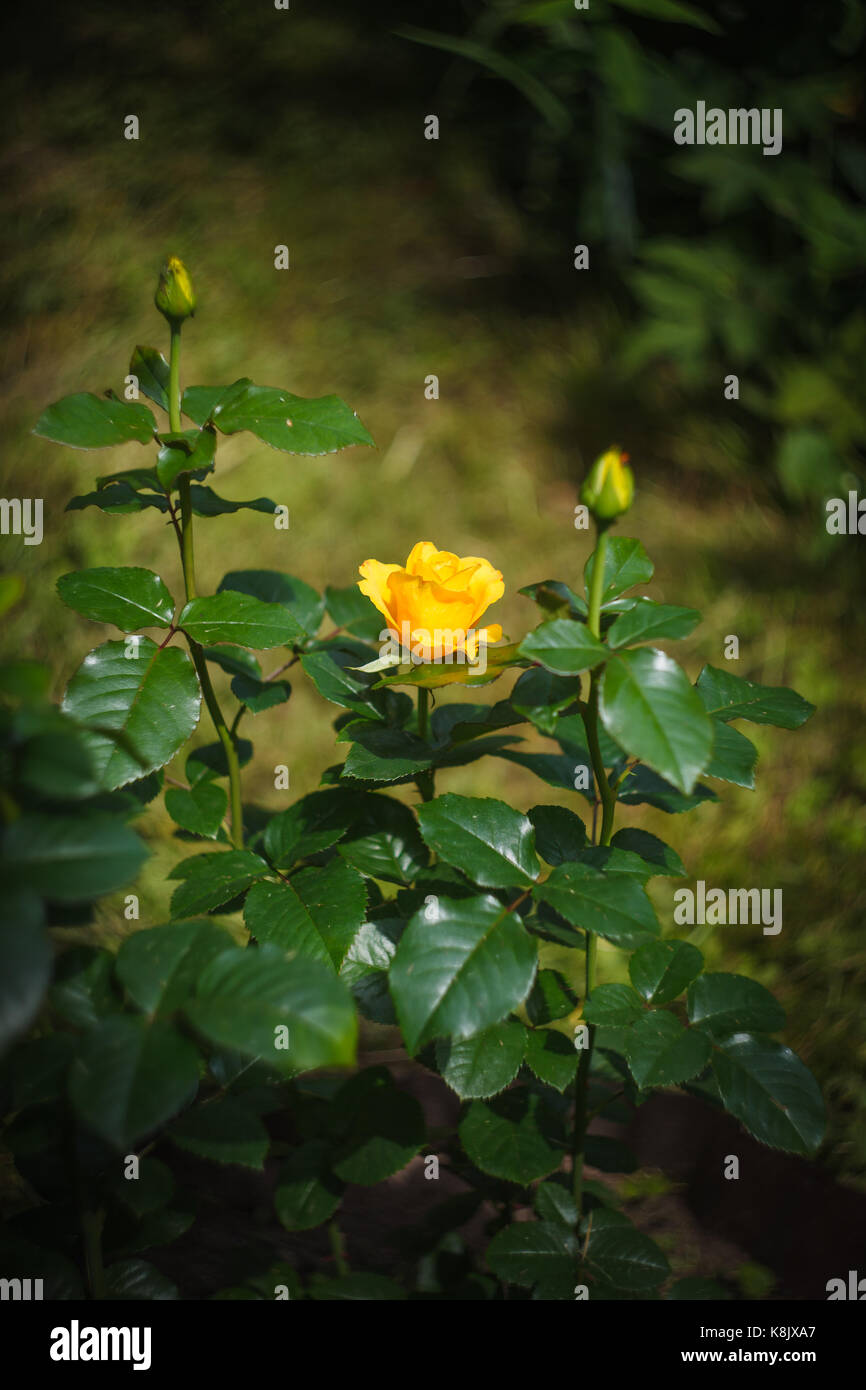 Single rose with three buds hi-res stock photography and images - Alamy